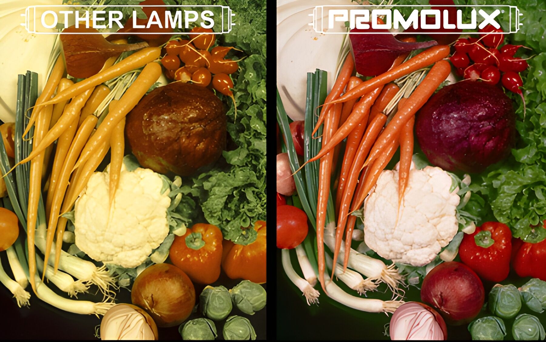 Fresh Food Lighting